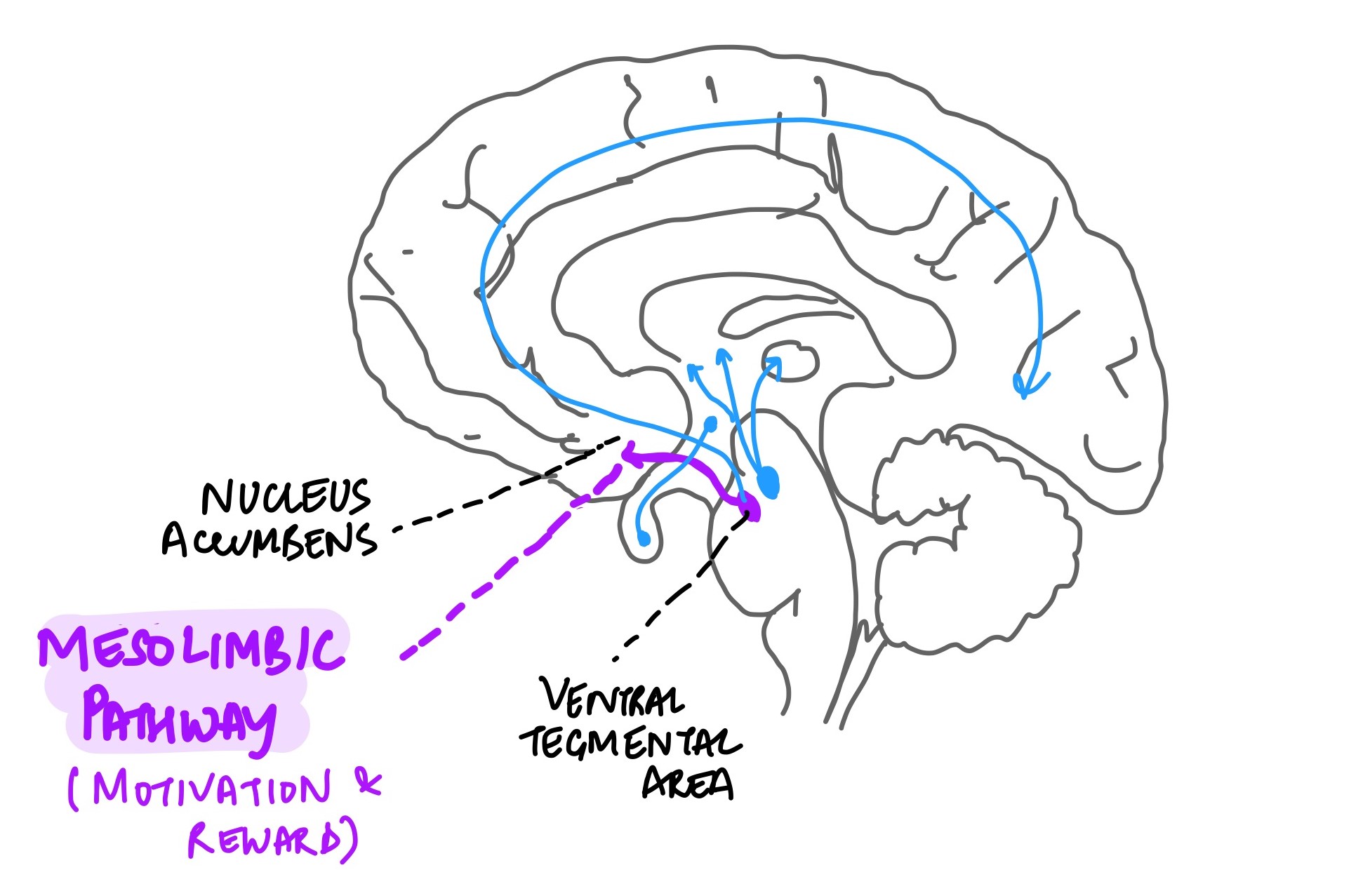 Dopamine, the ‘pleasure chemical’—is it?? – Mridula Garg
